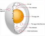 What Is Egg? Structure, Uses Method | Hotel Management
