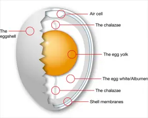 What Is Egg? Structure, Uses Method | Hotel Management